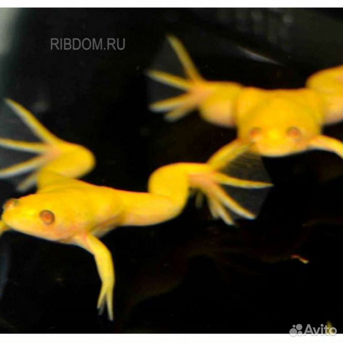 Шпорцевая лягушка и Аквариумные рыбки много