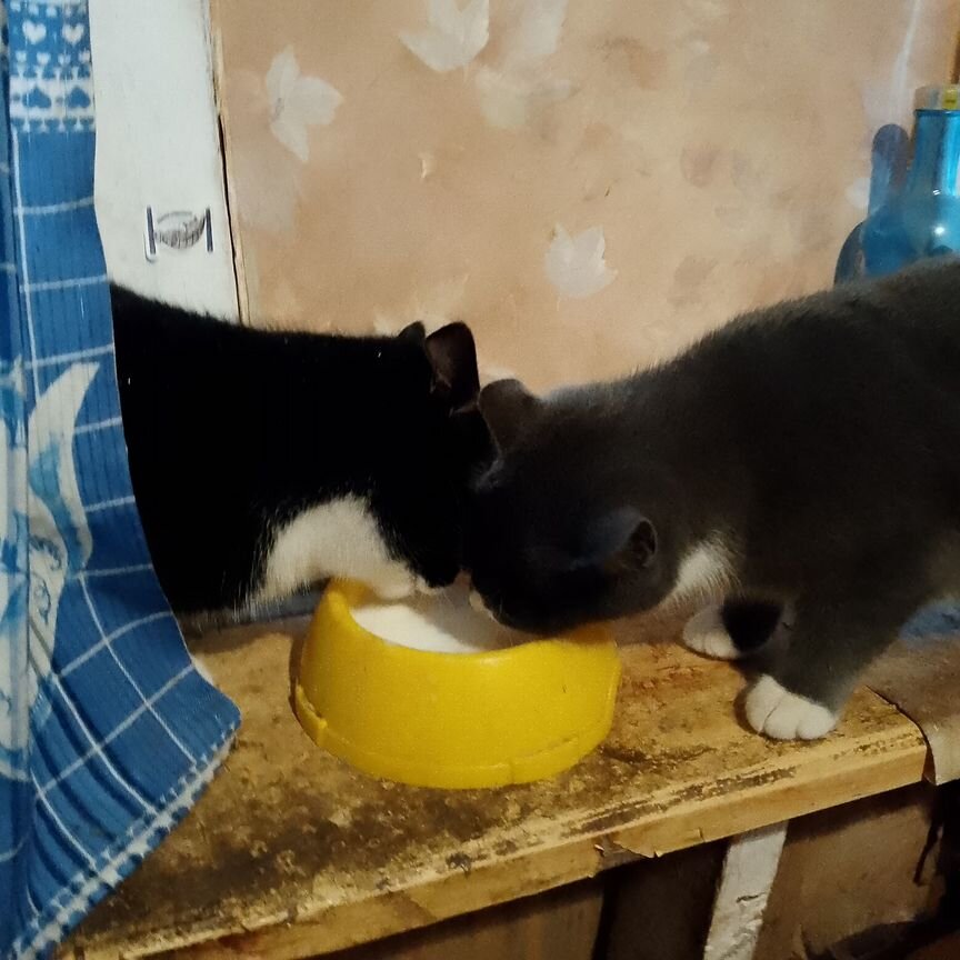 2 котенка в Пушкине