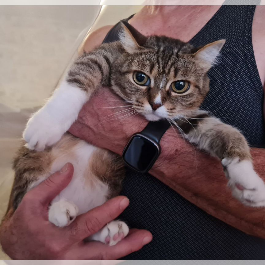 Взрослая, кошка в добрые руки