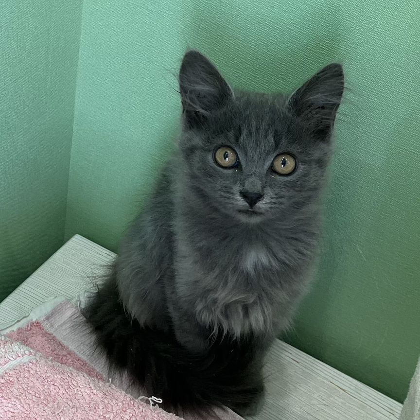 Котенок девочка в добрые руки