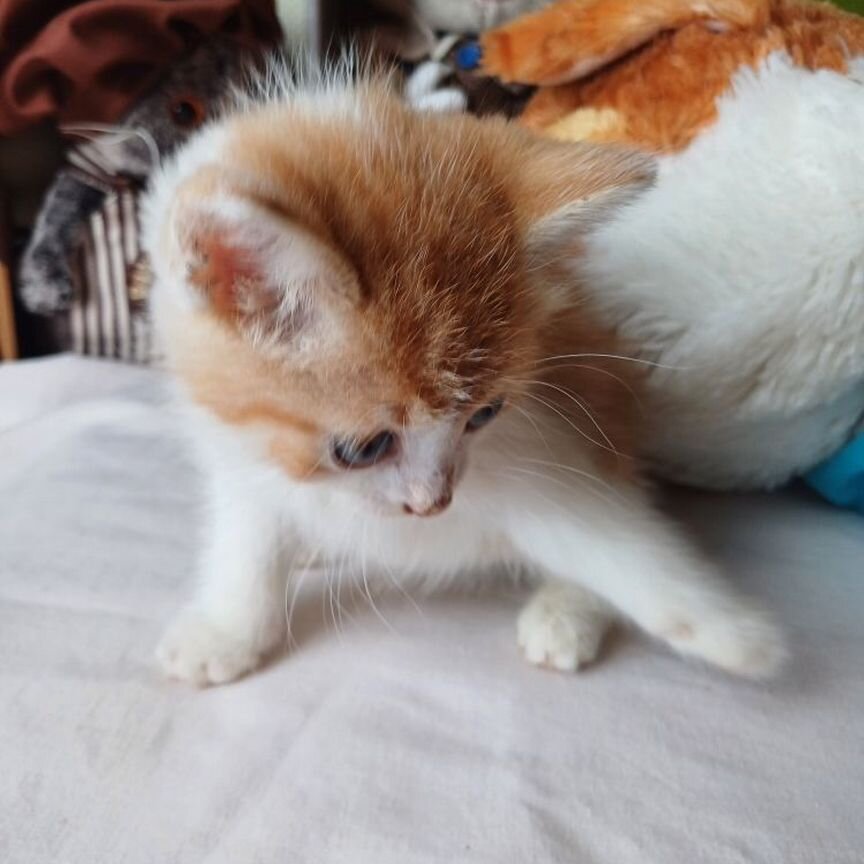 Котята в добрые руки бесплатно мальчик 1,5 месяца
