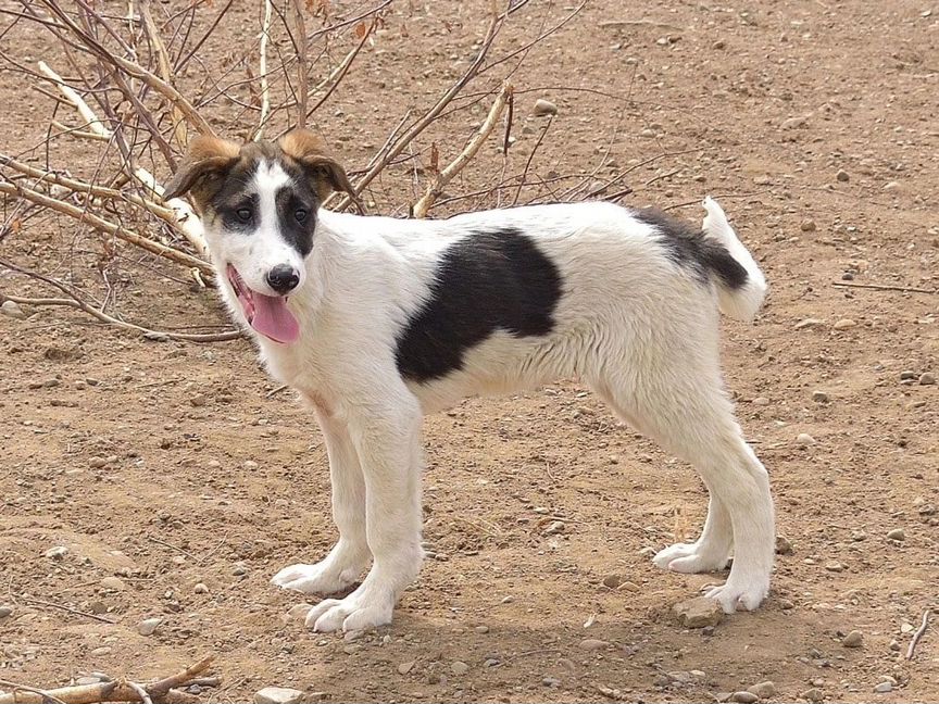 Крупный щенок-подросток