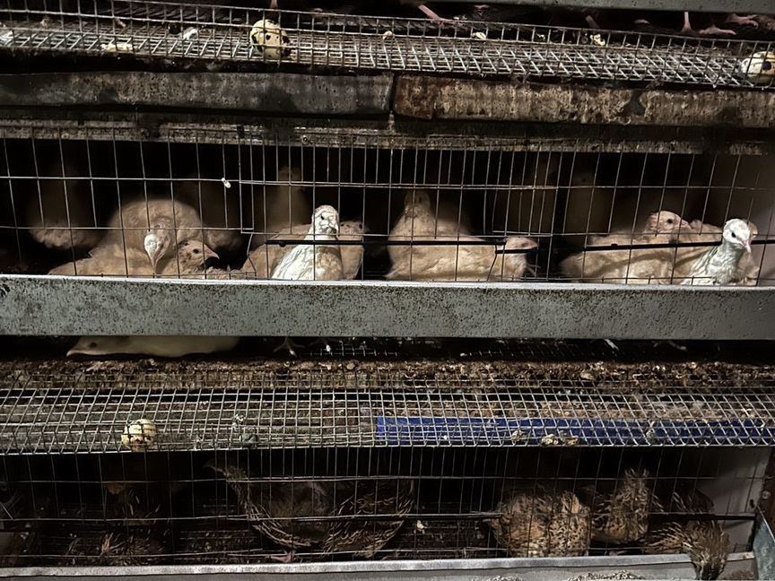 Перепелки несушки