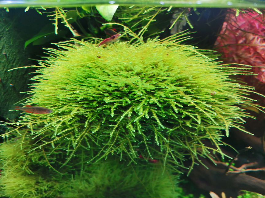 Яванский мох