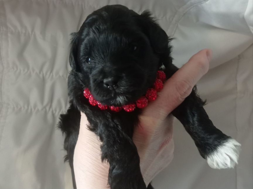 Щенки болонки