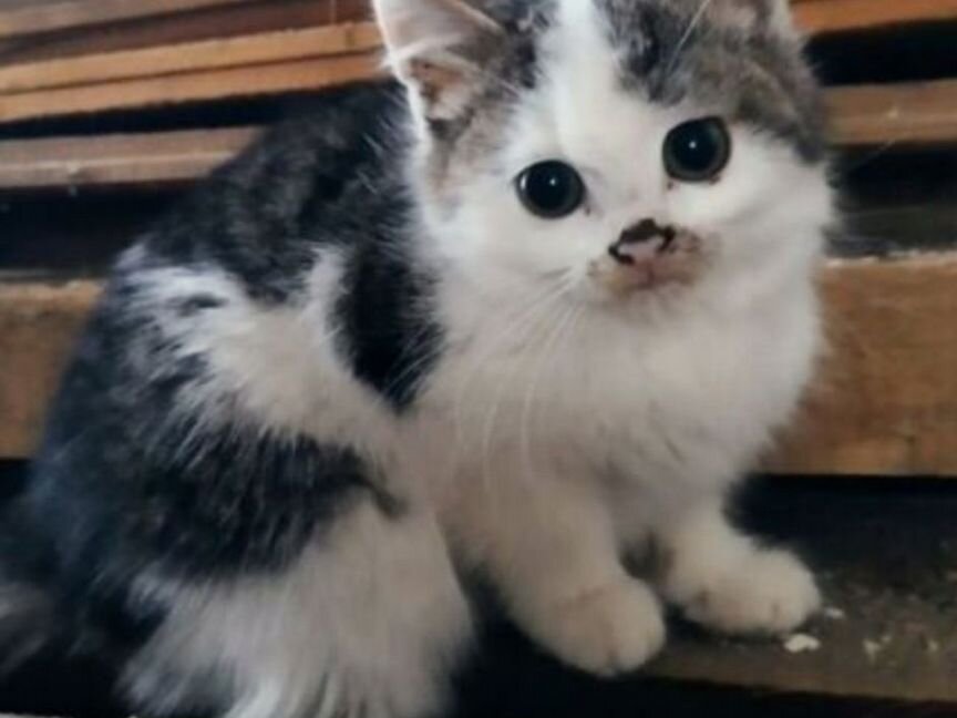 Кошка в дар бесплатно