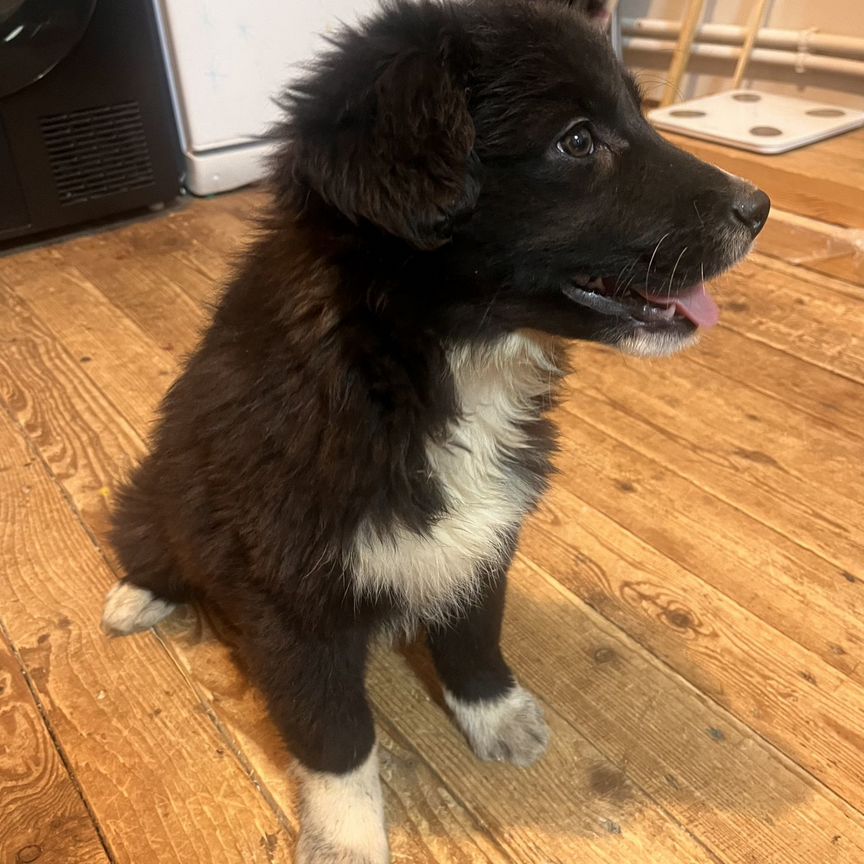 Лайка, щенок