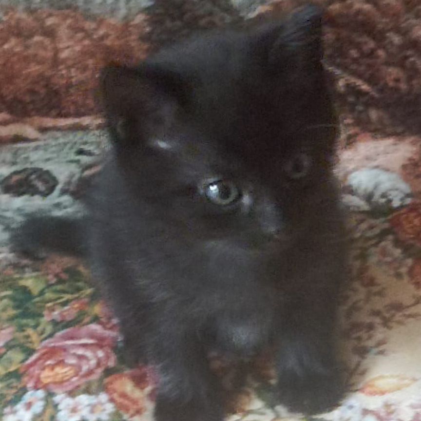 Кошка