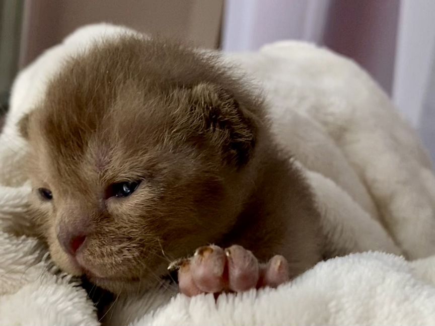 Бурманские котята