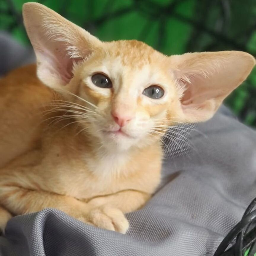 Ориентальные котята в экстрим типе