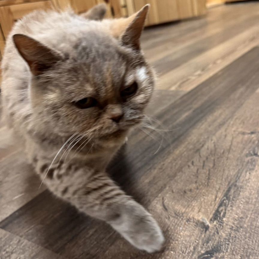 Взрослая кошка в добрые руки