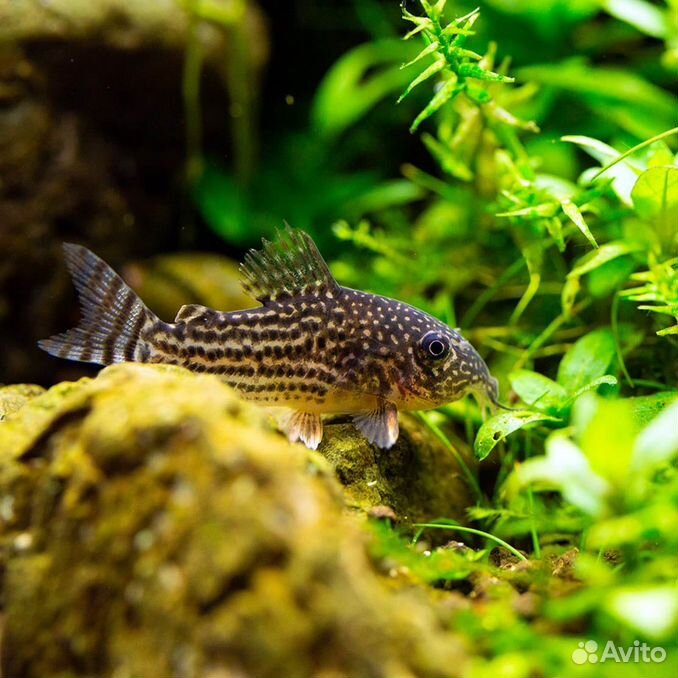Коридорас Штерба (Corydoras Sterbai)