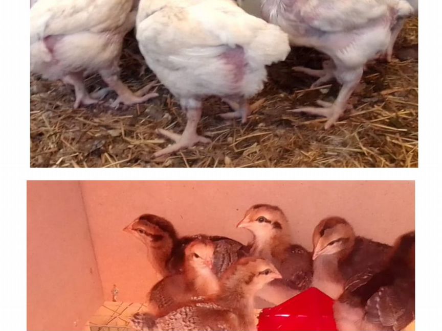 Продам курочек