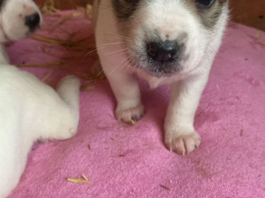 Собака щенок бесплатно