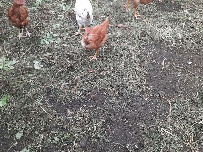 Продам кур молодок из под наседки