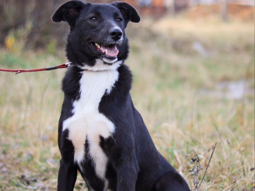 Собака 2х лет Джесси в добрые руки