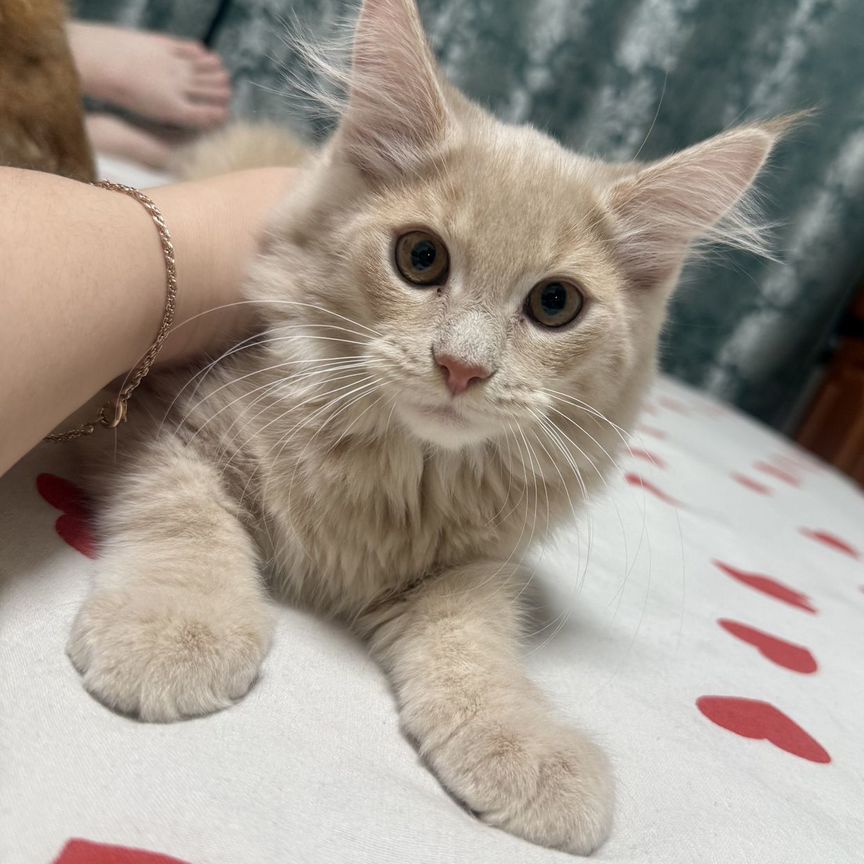 Мейн-кун котёнок