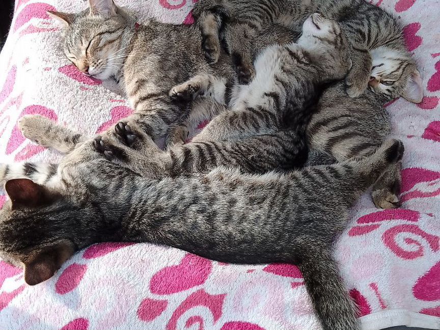 Кошка