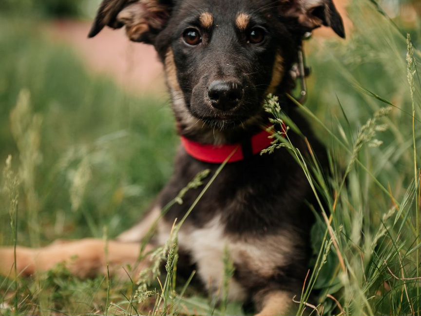 Щенок ищет дом