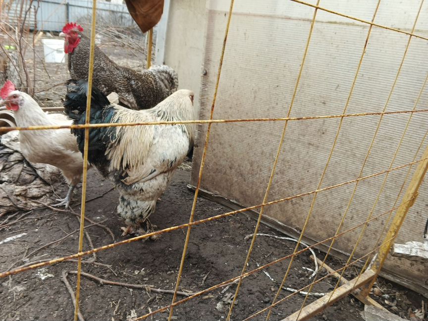 Инкубационное яйцо кур