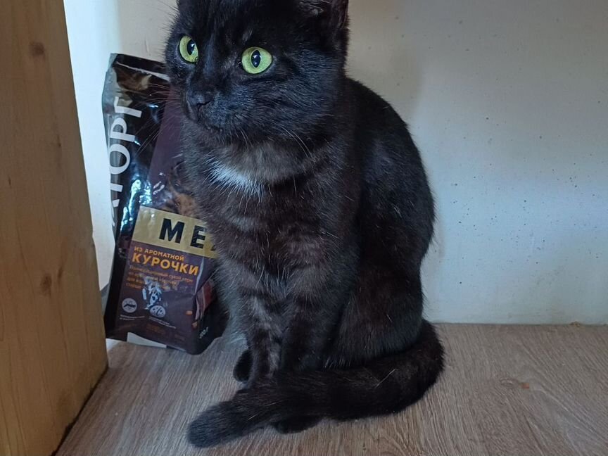 Бездомная кошка