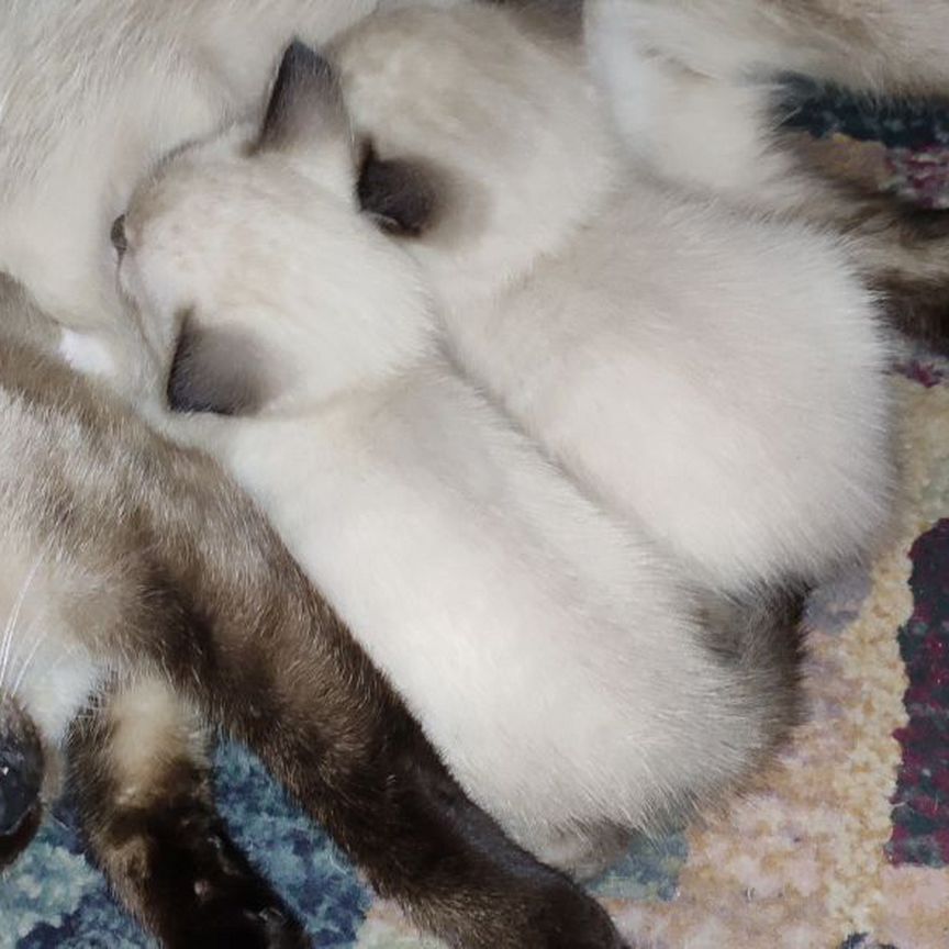 Котята Сиамские
