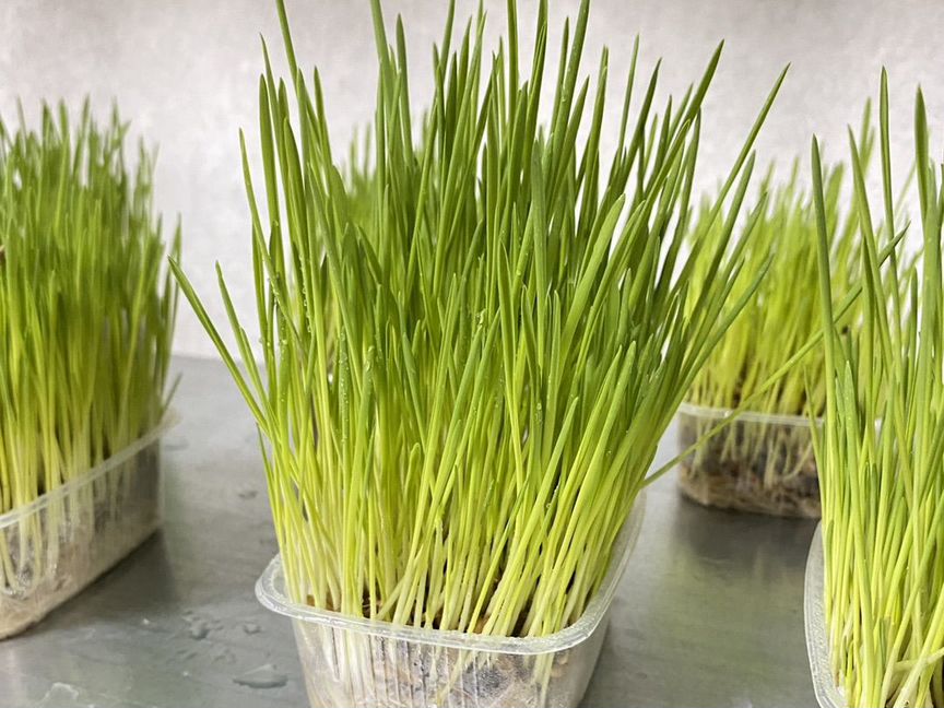 Трава для кошек