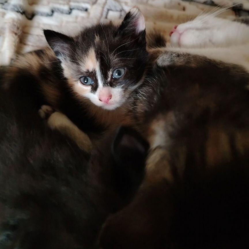 Котята в добрые руки бесплатно