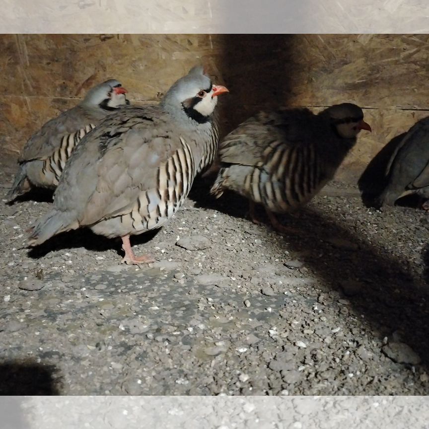 Инкубационные яйца