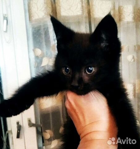 Красивый котенок мальчик