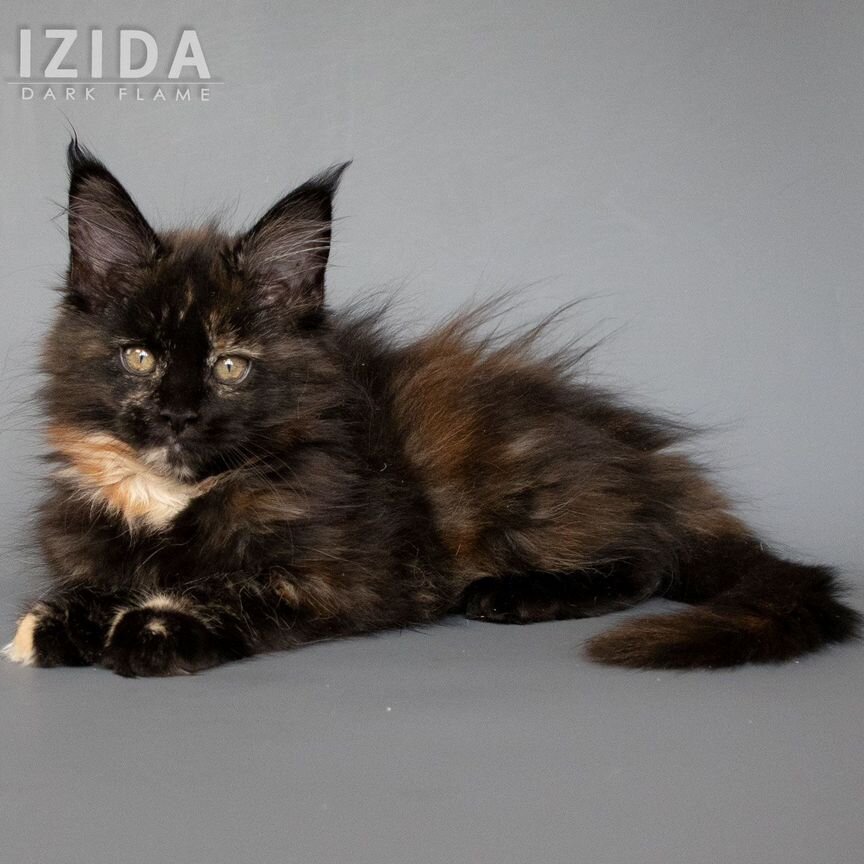 Мейн-кун котёнок