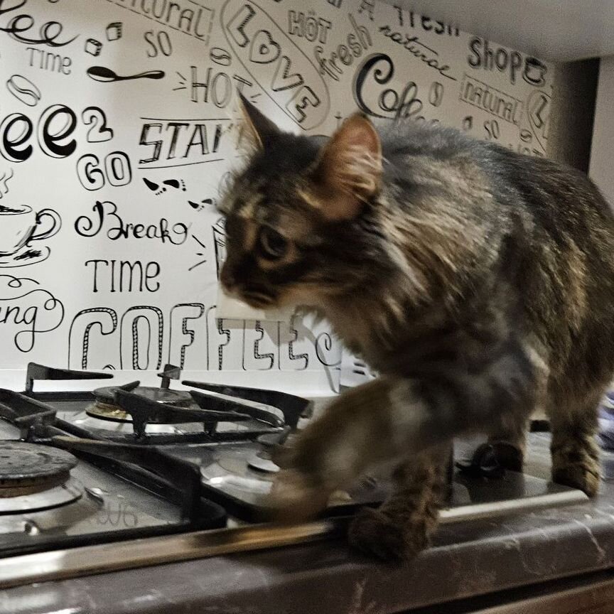 Порода сибирская кошка