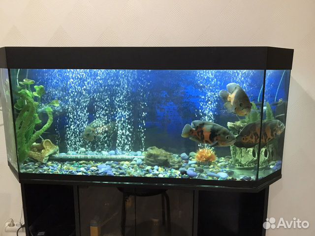 Астронотусы взрослые