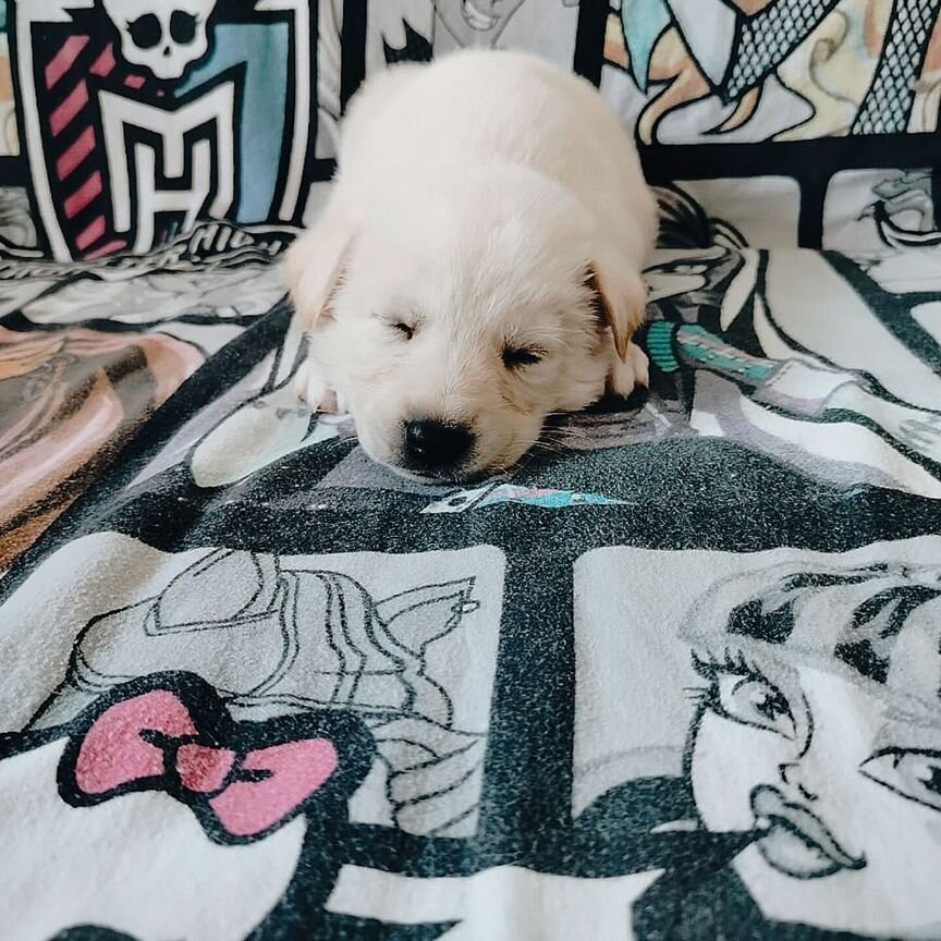 Бшо Мальчик И девочка