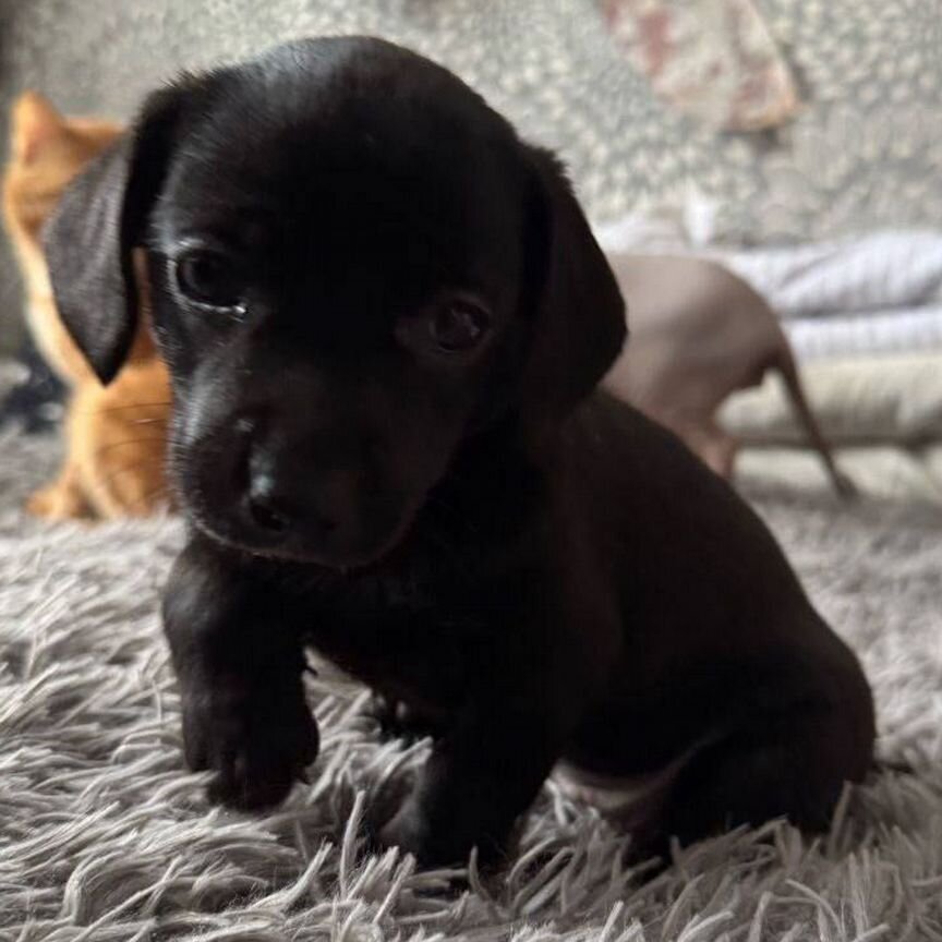 Щенок в добрые руки