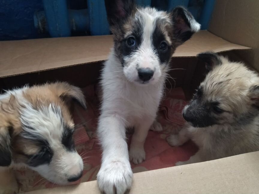 Помогите пристроить щенков