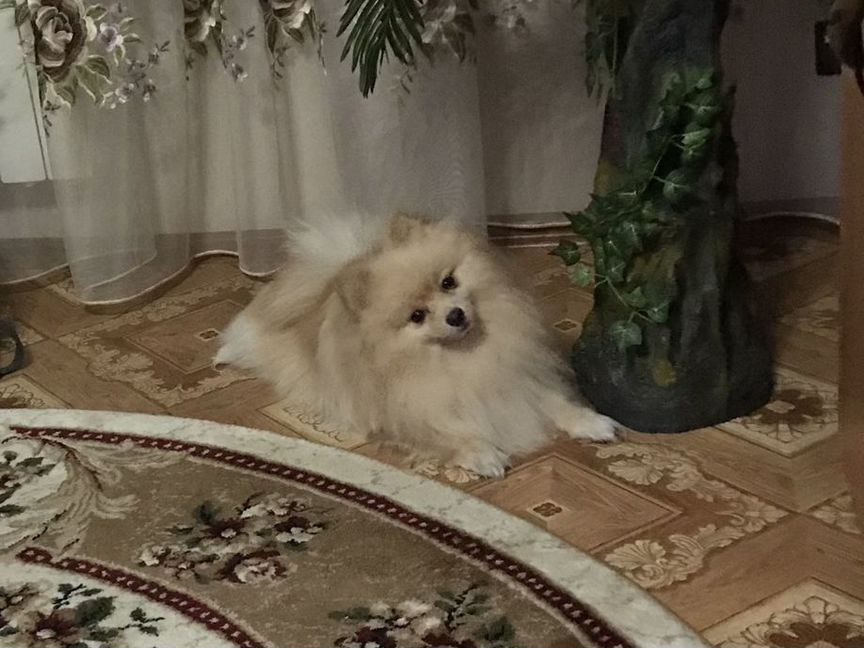 Шпиц кобель для вязки