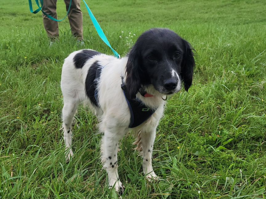 Элис в добрые руки