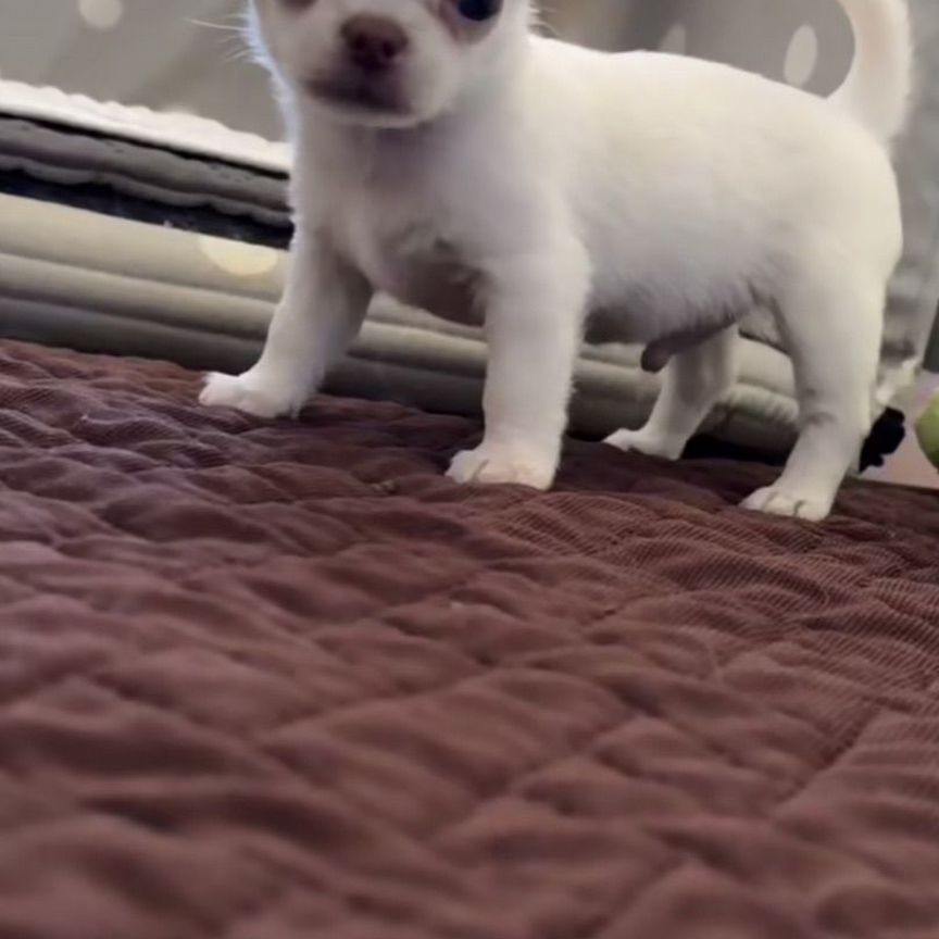 Чихуахуа микро