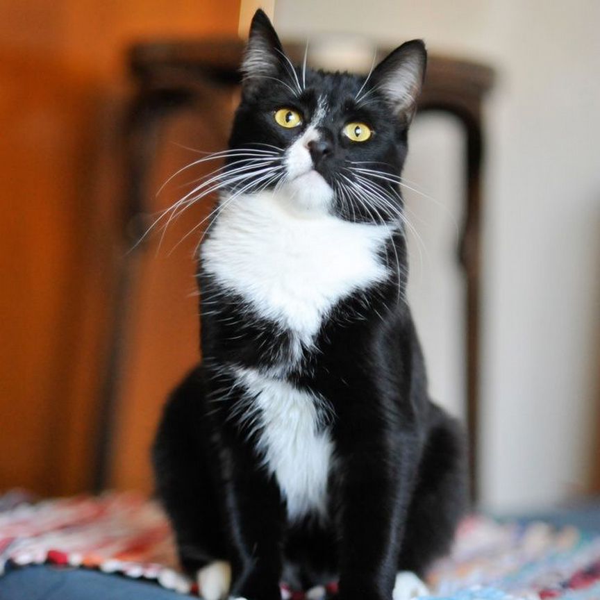 Котик инь-янь