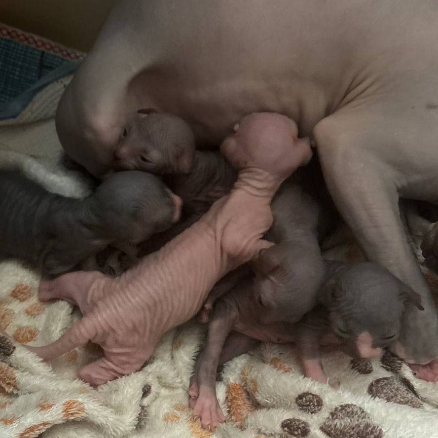 Канадский сфинкс котёнок