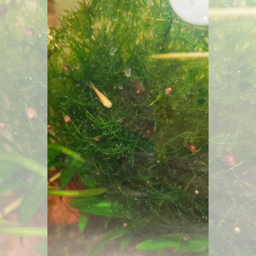 Яванский мох и роголистник