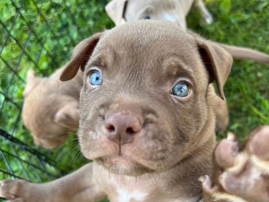 Американский булли покет щенки