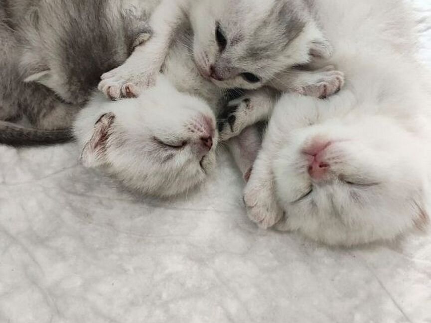 Котята британской серебристой шиншиллы