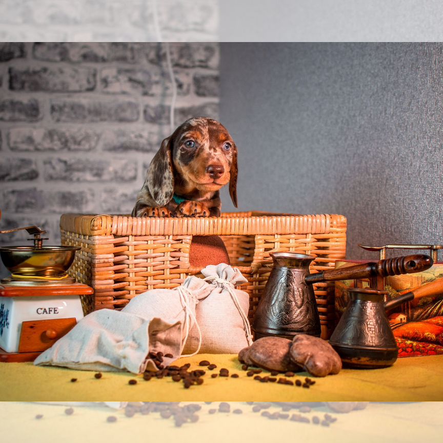 Такса, щенок