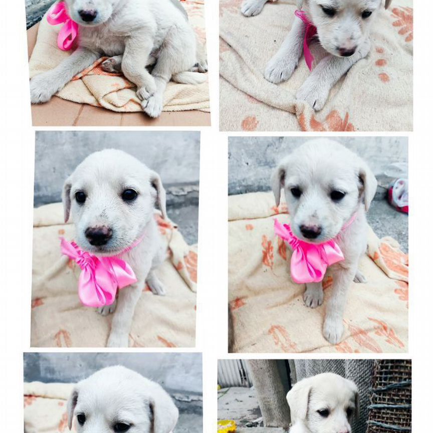 Щенки в поисках дома