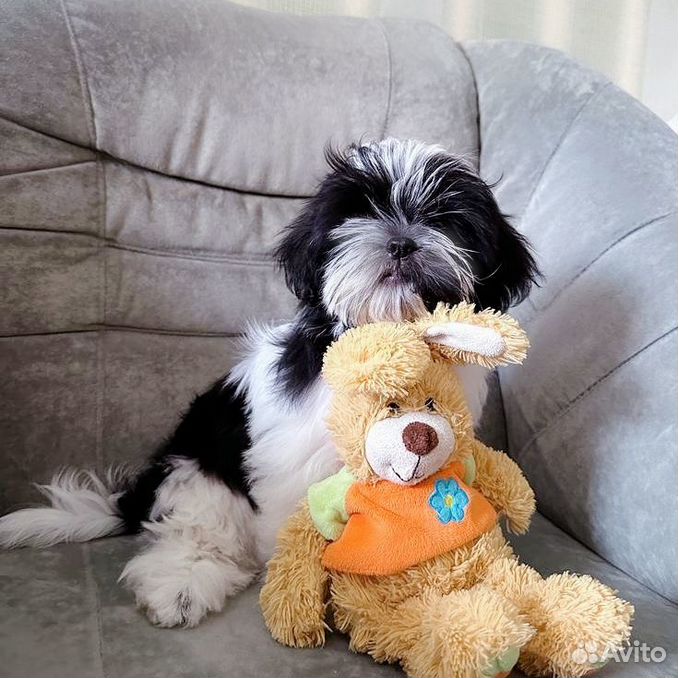 Красивые и породные детки