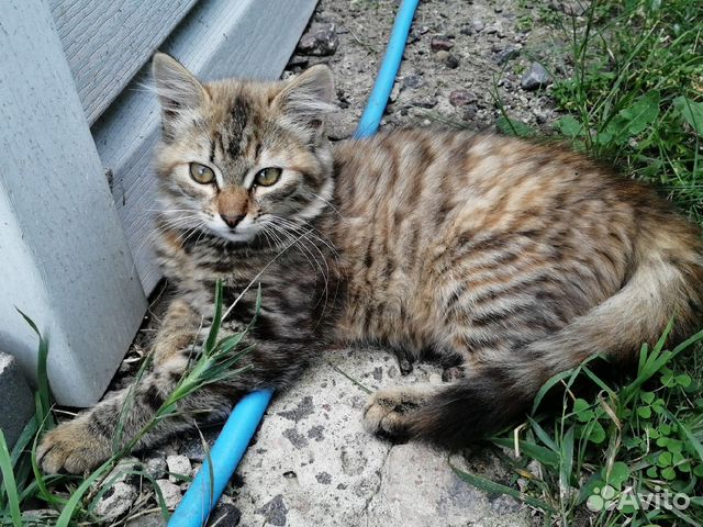 Отдам в добрые руки