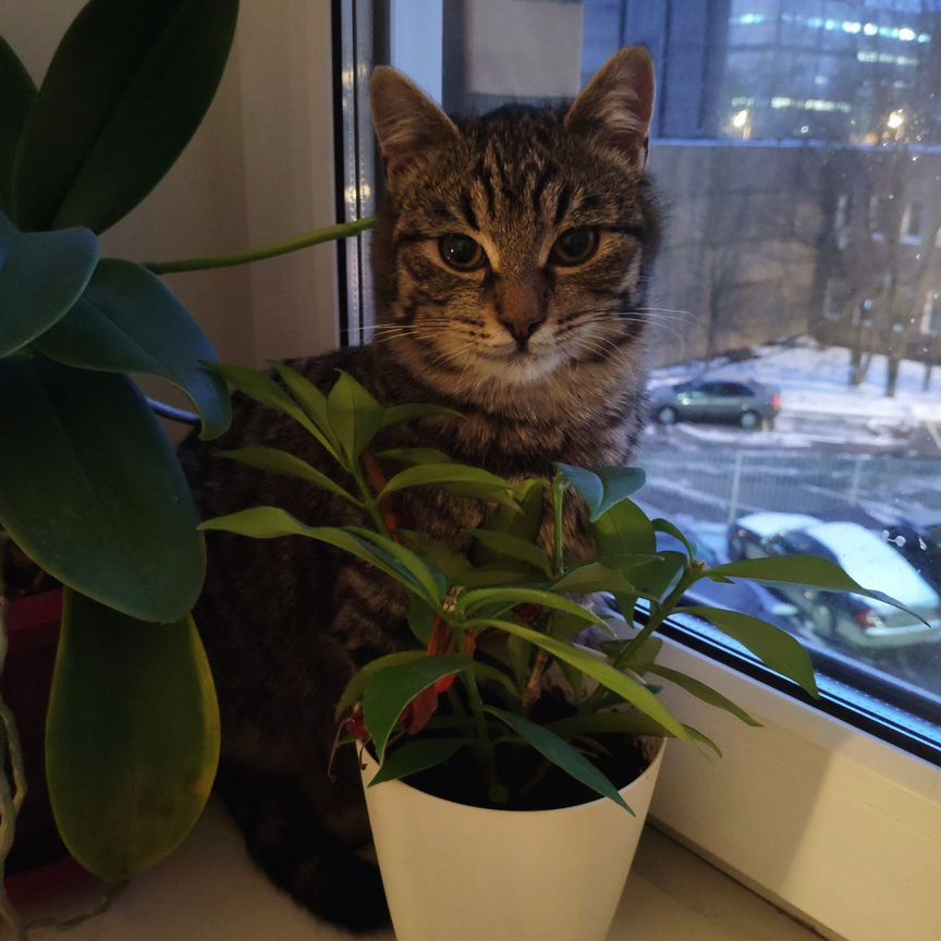 Котята