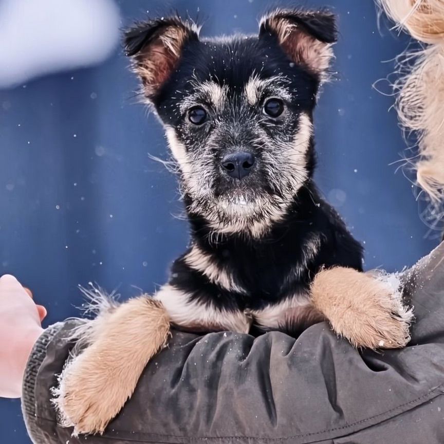 Щенок в добрые руки